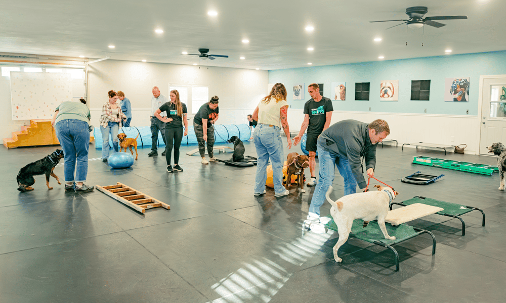 Group Classes l Purpose Driven K9 Professional Dog Training